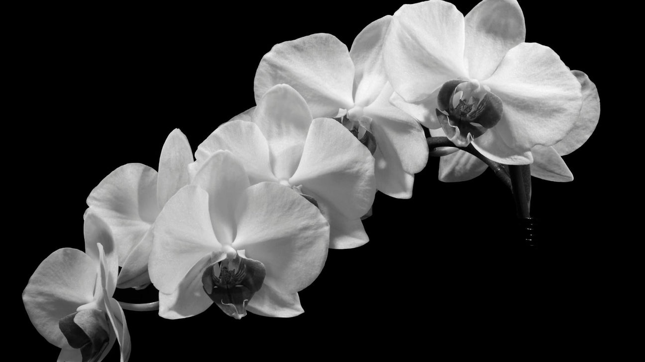 Black Orchid & Lily Candles – Cereria Mollá 1899